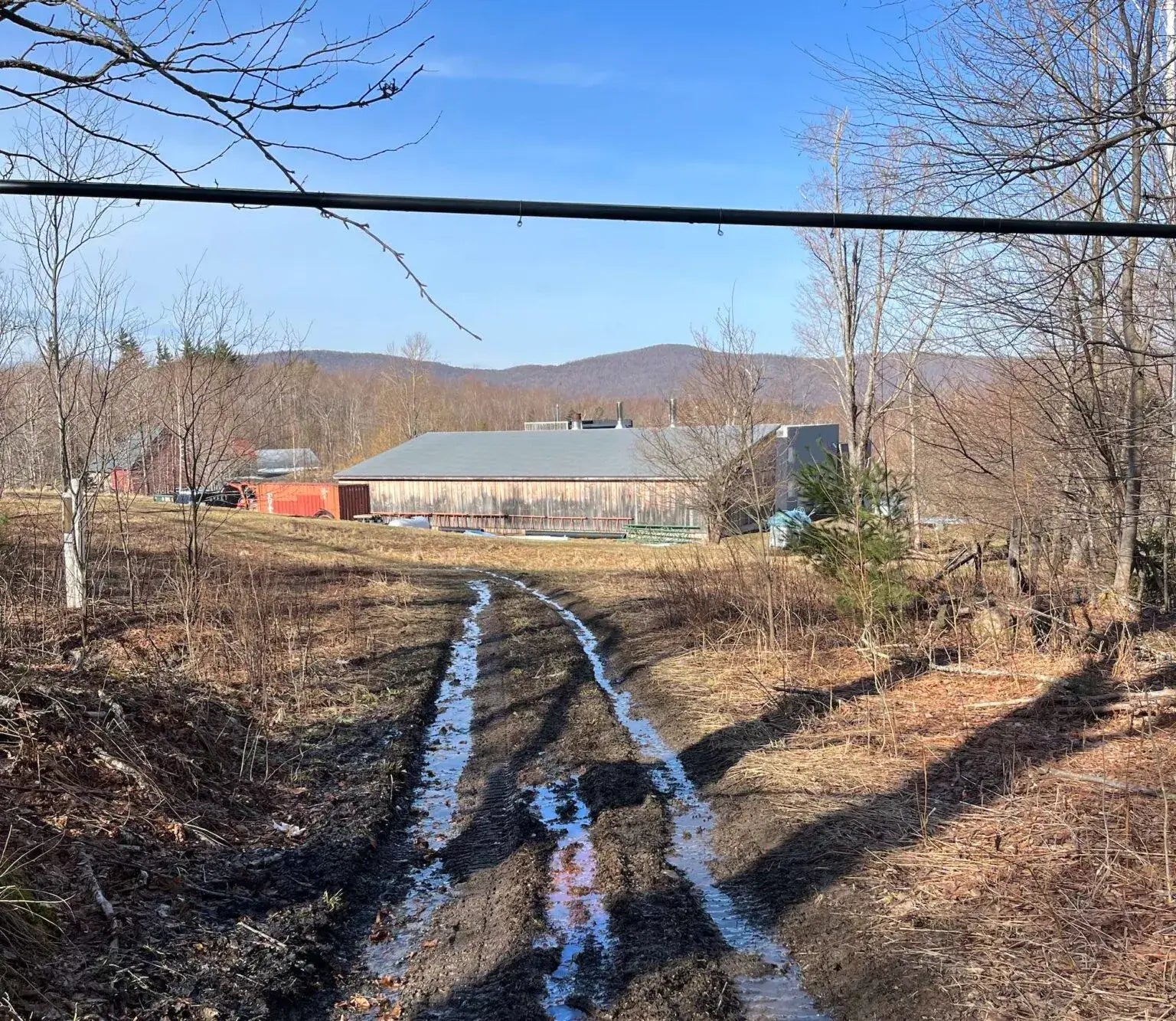 Maple 101: How do we know when sugaring season is over? – Runamok